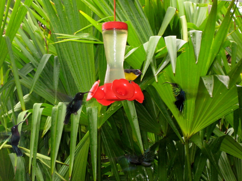 Hummingbirds Trochilidae Can Anyone ID DISPLAY FULL IMAGE 