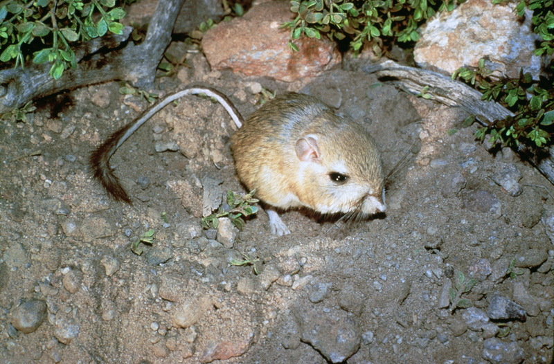 Giant Kangaroo Rat Dipodomys Ingens DISPLAY FULL IMAGE 
