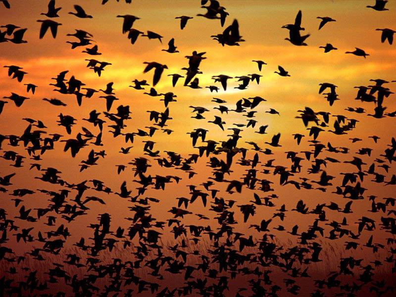 Birds DISPLAY FULL IMAGE Birds DISPLAY FULL IMAGE