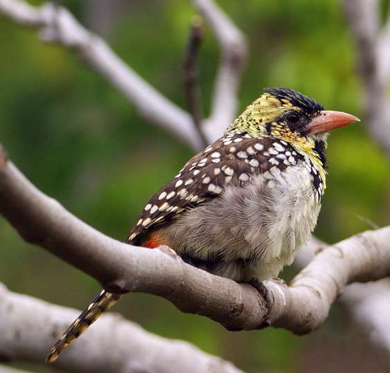 Birds Image ONLY Birds Image ONLY