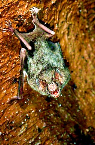 Common vampire bat (Desmodus rotundus); Image ONLY