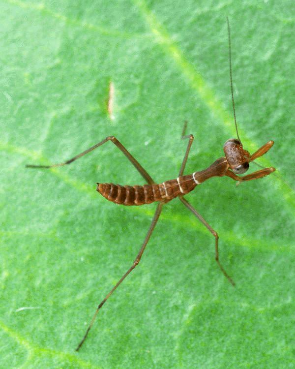 Mantis Nymph Image ONLY Mantis Nymph Image ONLY