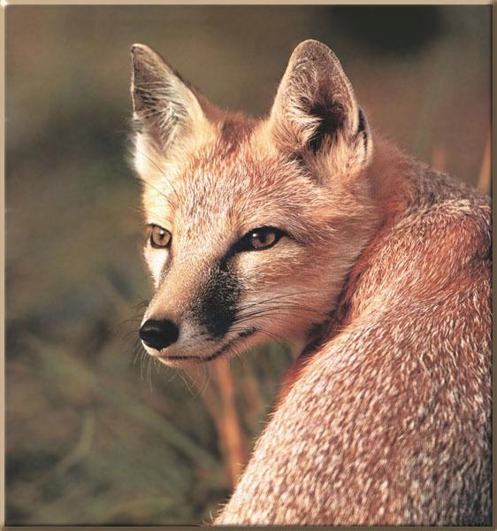 Swift Fox Puppies Vulpes Velox Image ONLY Swift Fox Puppies Vulpes Velox Image ONLY
