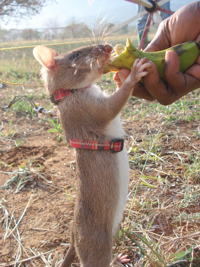 Gambian Pouched Rat Cricetomys Gambianus DISPLAY FULL IMAGE 